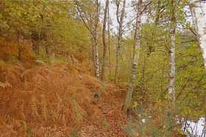 Merlin’s Forest, Broceliande, France | Inspirations and Explorations