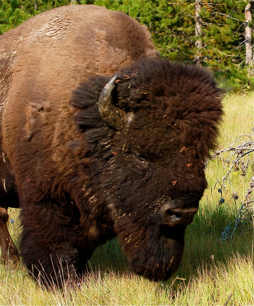Friends and Family in Livingston, Montana (with a Yellowstone Preview ...