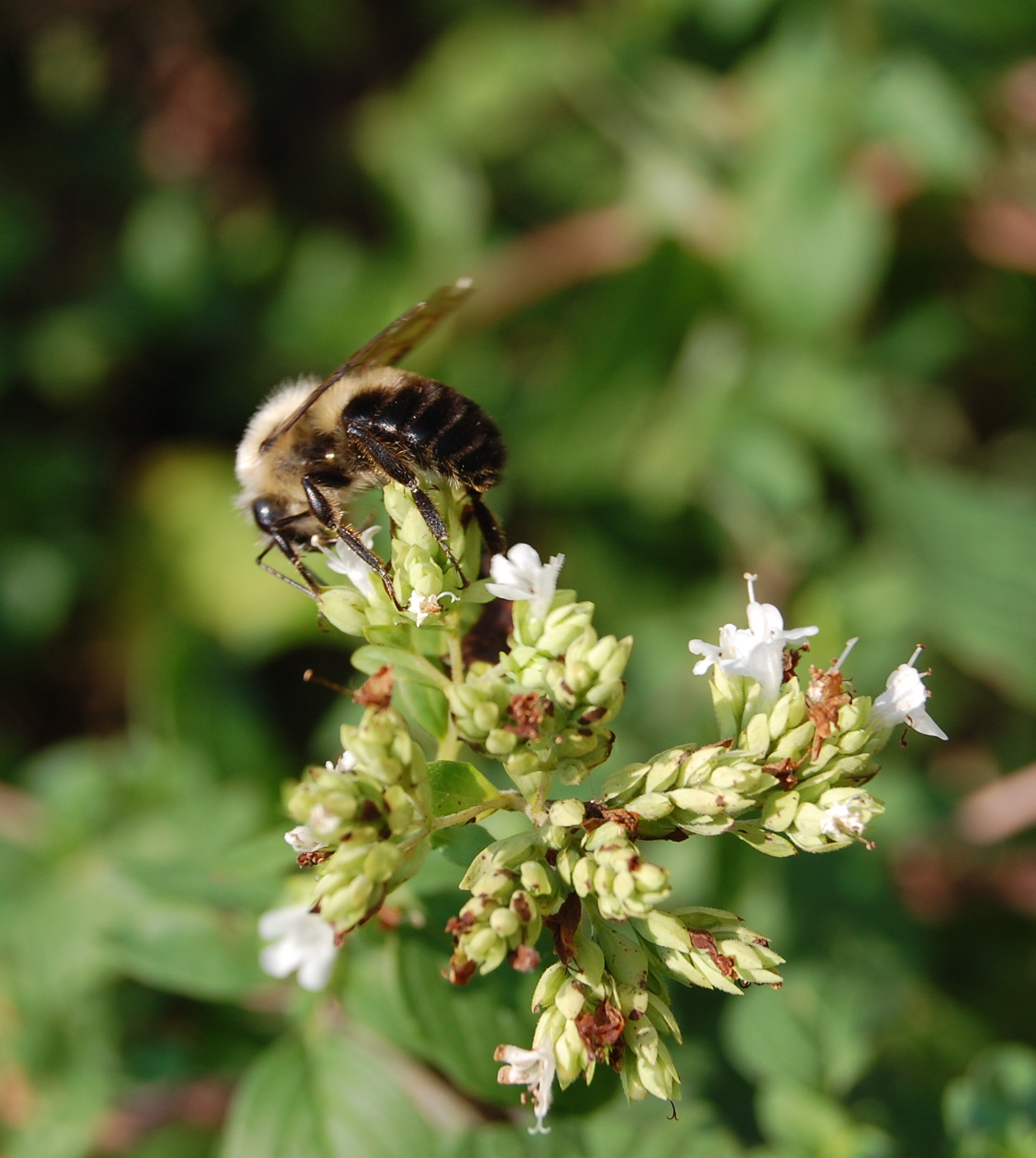 How I Grew to Love Bees and Why They Matter to Everyone Who Eats ...