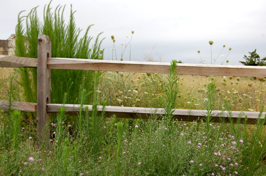 Herring Point: Cape Henlopen Seashore in Lewes, Delaware | Inspirations ...